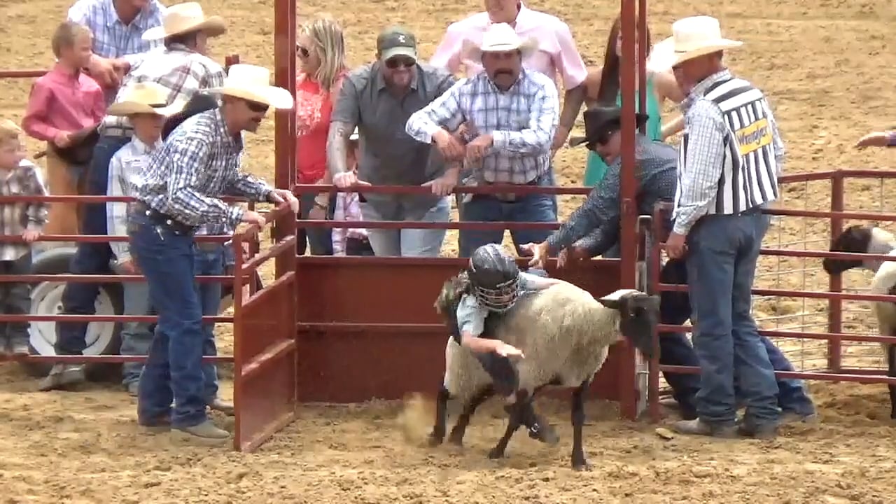 Video: Kids take on mutton busting at San Benito rodeo | San Benito Live